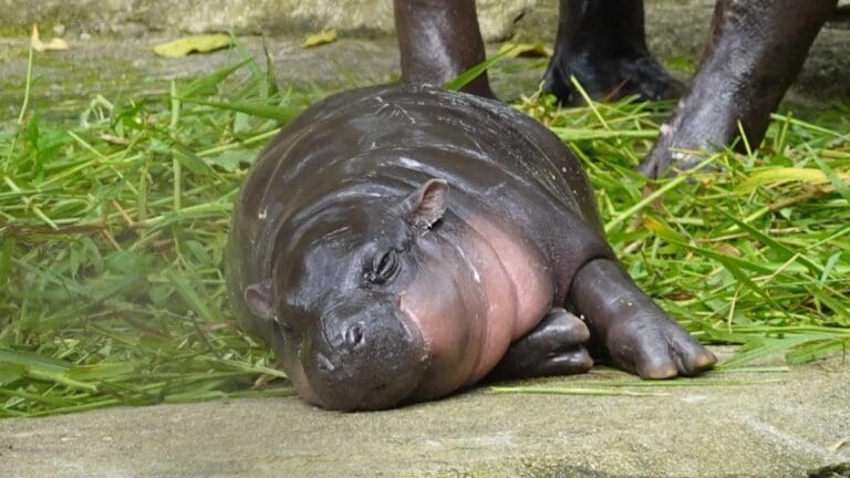 MOODENG Nedir? Nasıl Alınır? MOODENG Analizi, Geleceği ve Satın Almadan ...